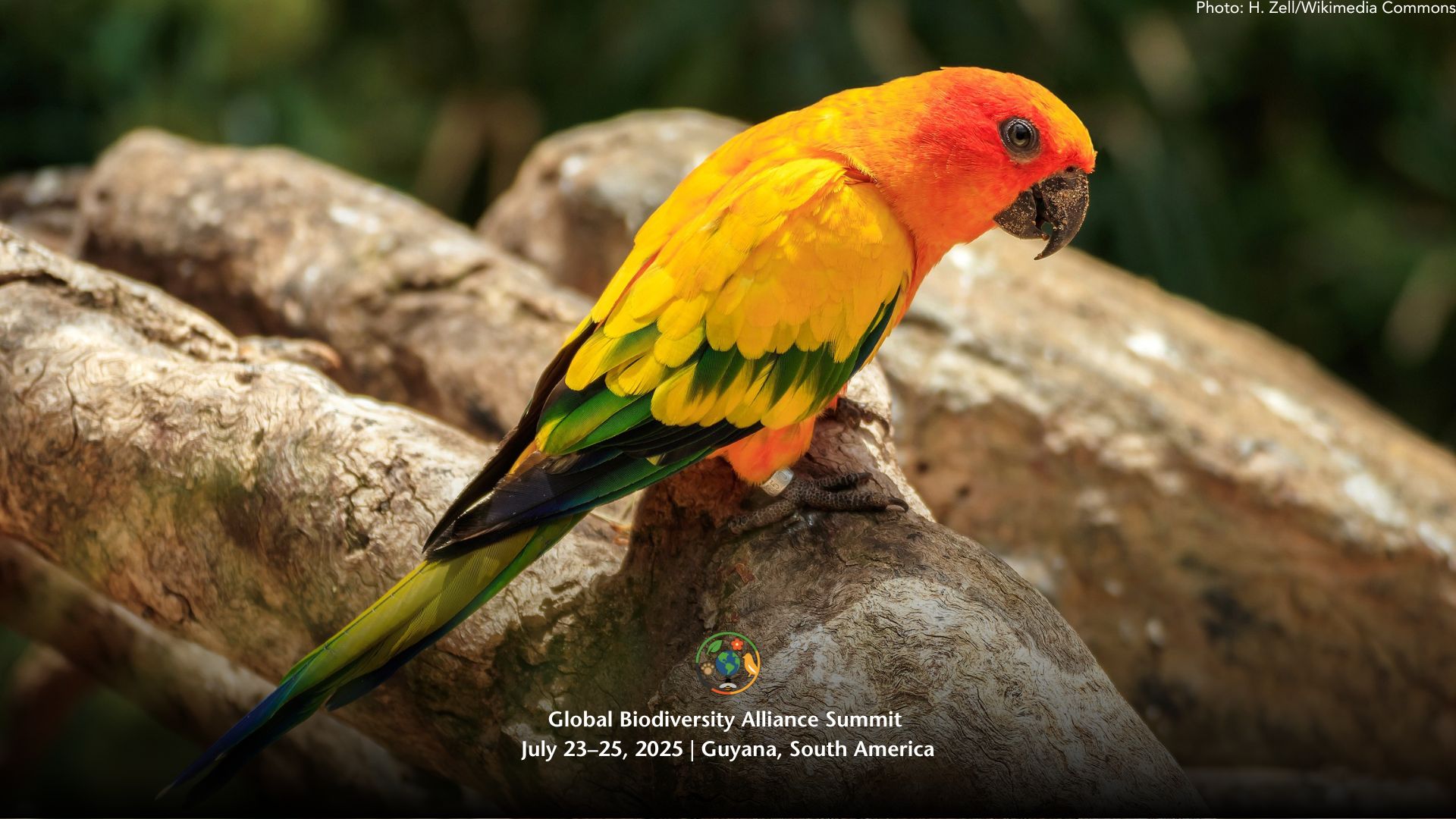 Sun Parakeet - Kaieteur News